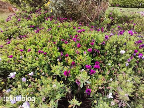 Huawei P Lite Inceleme Foto Raflar Yorumlar Video Teknoblog