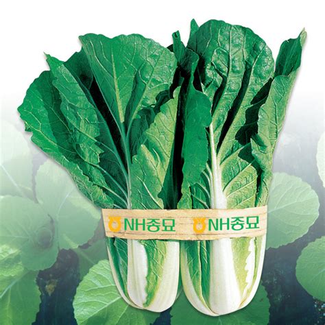 얼갈이 배추 파종시기 재배법