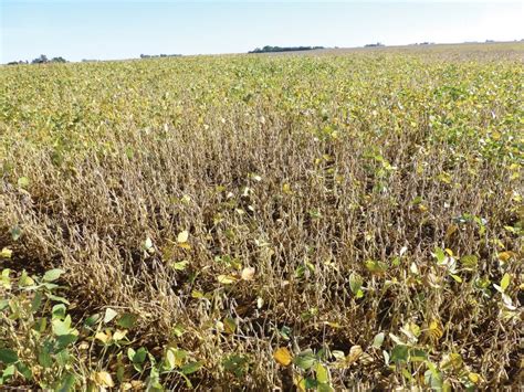 Charcoal Rot Soybean Disease Soybean Research And Information Network