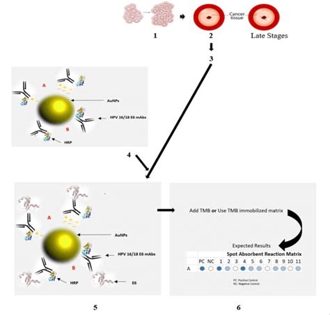 Illustrating The Paper Based Nanokit Principle 1 Malignant Download Scientific Diagram