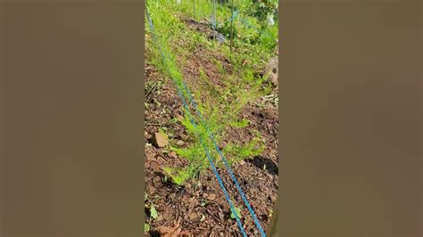 Shorts 아스파라거스 지주대 세우기2년차 아스파라거스 Youtube