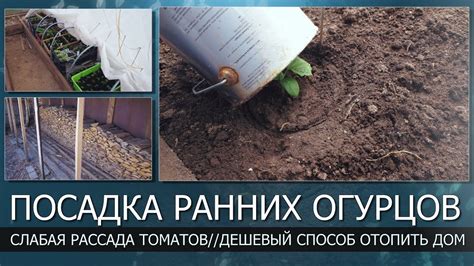 Посадка ранних огурцов в теплицу/Дохлая рассада томатов/Горбыль это ...