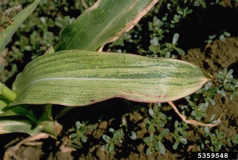 High Plains Virus Hpv Uncharacterised Virus High Plains Virus