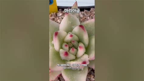 마리아금 다육이 다육식물 다육 Succulent 多肉植物 다육싸게파는곳 엑스플랜트 프리티우먼 프리티다육