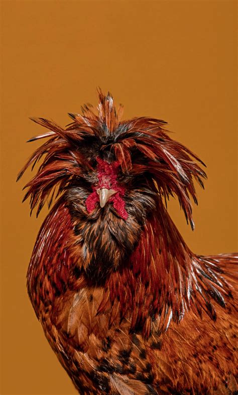 Rare Chicken Breeds