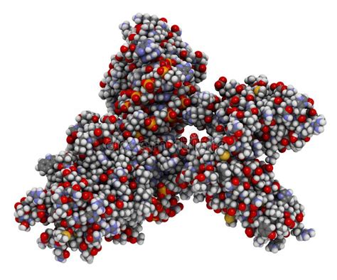 Nfat1 Nuclear Factor Of Activated T Cells Cytoplasmic 2 Nfatc2