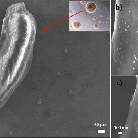 A Sem Image Of An Agglomerated Structure Of The Precipitate Download Scientific Diagram