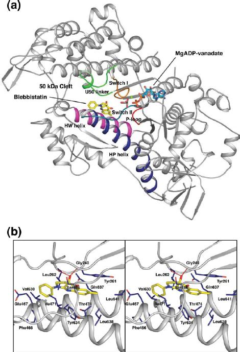 Structure Of The Dictyostelium Discoideum Myosin Ii S1dc Download Scientific Diagram