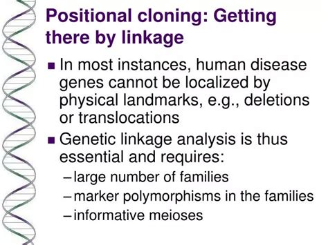 PPT Positional Cloning Getting There By Linkage PowerPoint Presentation ID