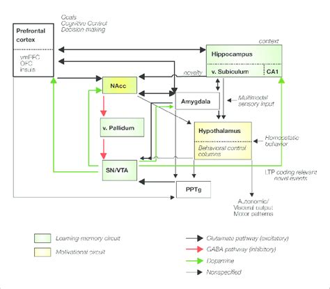 Reward Processing Networks Also Involved In Learning Memory And