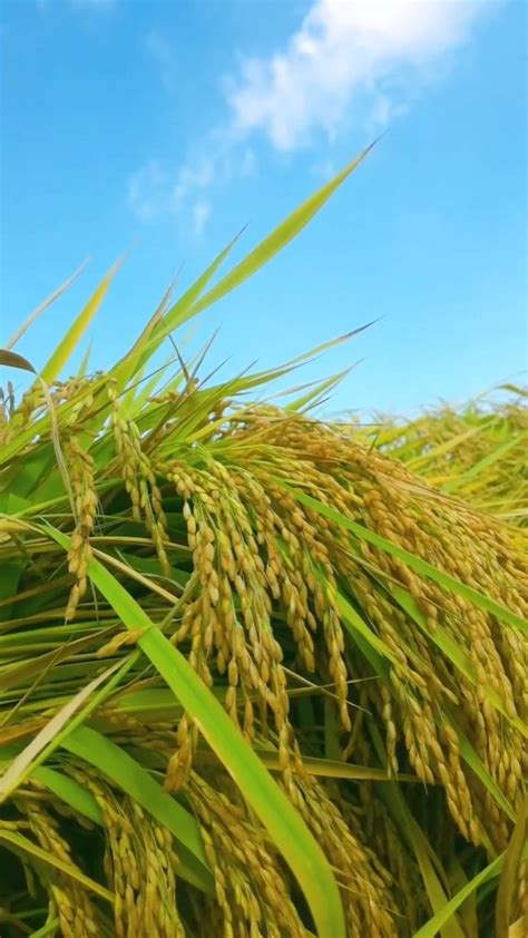 Gin Bilog Template Pippit