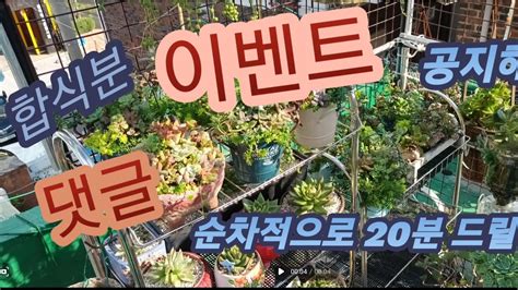 합식이벤트 공지영상댓글 순서로 20분꼭 갖고싶다고 댓글 써주세요😄옥상 다육이 노지 초보다육 Succulents 수연 방울복랑 Youtube