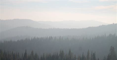 집 밖의 경치 경치가 좋은 계층화 된 고요한 광야 구름 나무 둥글게 말아 놓은 미국 박무 배경 북미 산 상록수 서해안 소나무 숲 실루엣