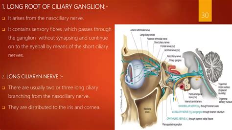 Trigeminal Nerve PPT