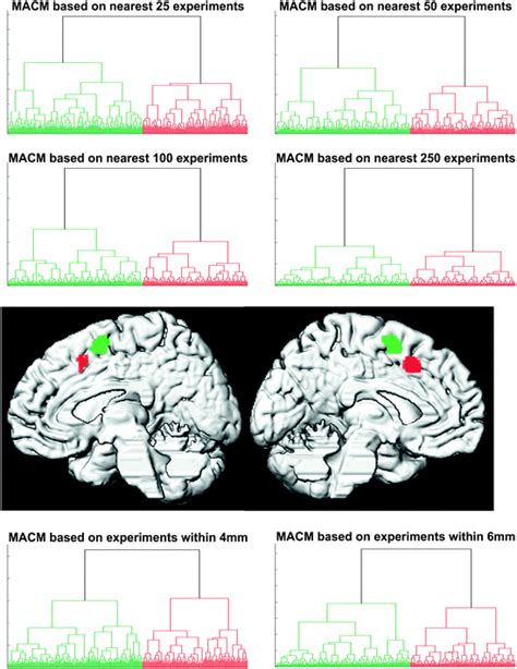Database Driven Identification Of Functional Modules In The Cerebral Cortex Neupsy Key