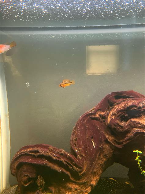 Male Or Female Macmasteri R Apistogramma