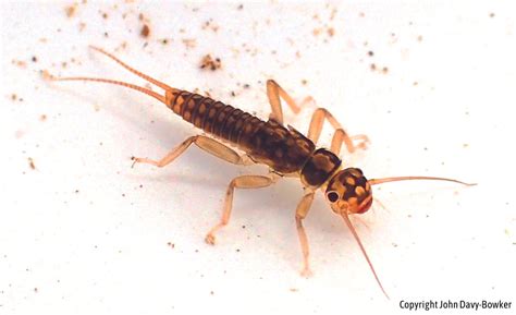 Plecoptera Stoneflies — The Riverfly Partnership