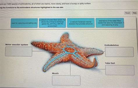 Solved Moro Are 7 000 Species Of Echinoderms All Of Which