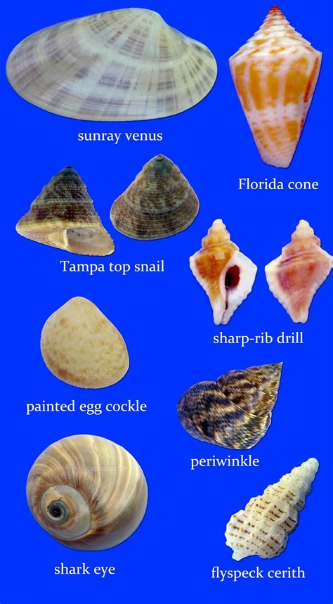 Pin On Shell Posters Shells Sanibel Shells Sea Shells
