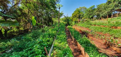 성장하는 식물 화창한 날에 는 농장에서 다양한 채소가 있는 농장 텍스트 공간입니다 0명에 대한 스톡 사진 및 기타 이미지 0명 농업 농장 Istock