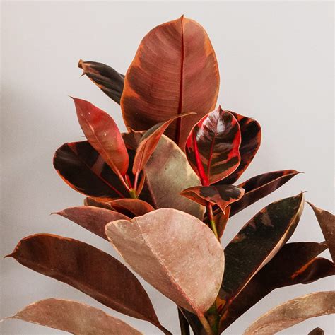 Ficus Ruby Variegated Rubber Plants For Sale