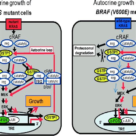 Schematic Presentation Of Autocrine Signaling Loops In Mutated Kras A Download Scientific