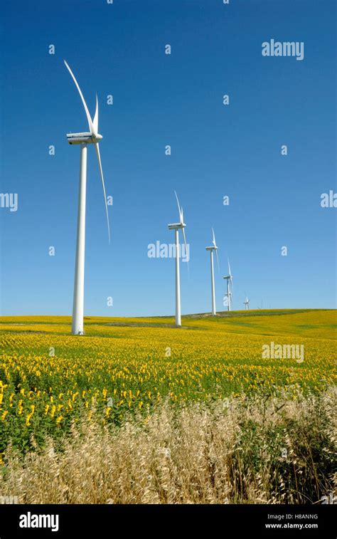 Common Sunflower Helianthus Annuus Fields Near Wind Turbines