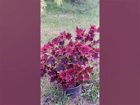Колеус гибридный "Хот Эмбэрс" | Coleus hybridus "Hot Embers" - YouTube