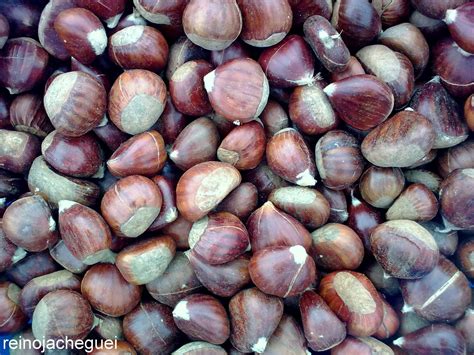 Reino Já Cheguei Assar Castanhas Na Caruma Hoje