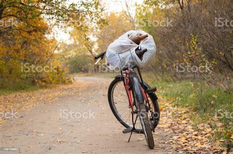 가을에는 숲속의 자전거에 쓰레기 봉투 숲에서 쓰레기 수거 가득 찬에 대한 스톡 사진 및 기타 이미지 가득 찬 가방 가을