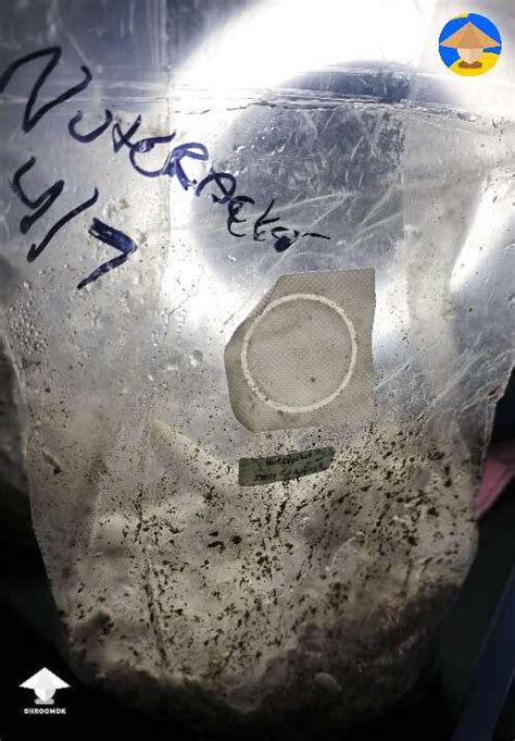 Nutcracker Strain Origins And Cultivation Tips