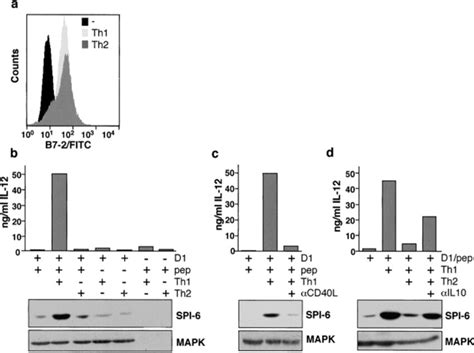 th1 induces while th2 and il 10 block spi 6 induction in d1 a 5 × download scientific
