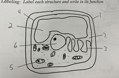 Biology Cell Structure Practice Quiz Quizlet