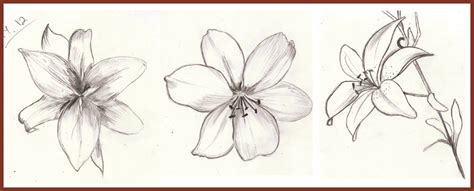 Weekly Doodles And Tuts How To Draw Lilies Method 1
