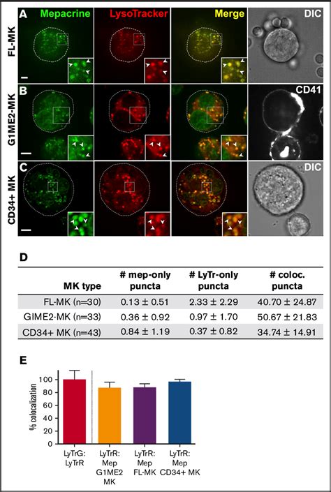 Figure 4 From Platelet Dense Granules Begin To Selectively Accumulate