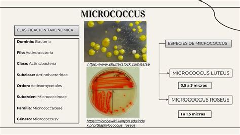 Micrococcus Fausto Tello Udocz