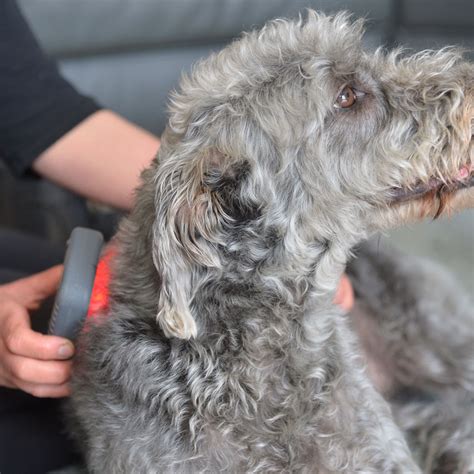 Stress And Trigger Points Canine International Association Of Animal Therapists