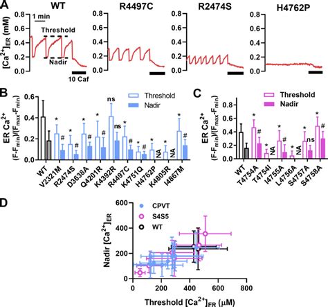 [ca²⁺]er in hek293 cells expressing wt and mutant r y r2 a