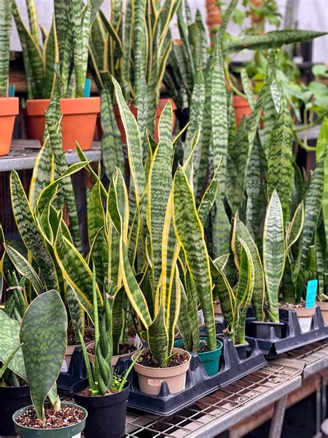 How To Start Growing Snake Plants Indoors 2025 Expert Approved Guide