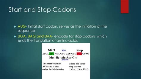 Rna And Protein Synthesis Ppt Download