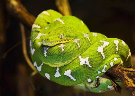 Green Boa Constrictor