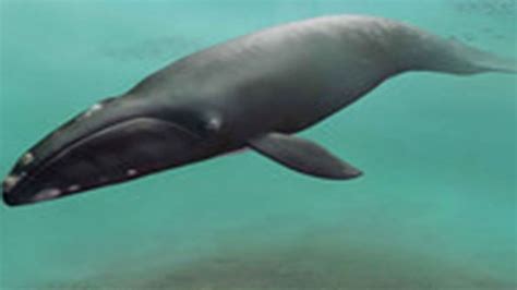 New Whale Species Discovered In Hokkaido The Asian Sun