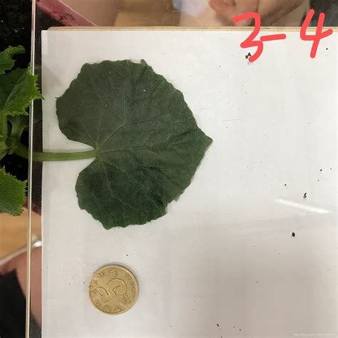 计算叶片面积的图像处理方法 Csdn博客