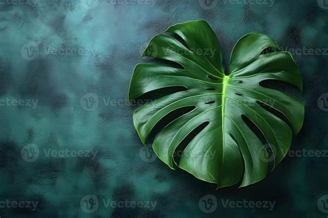 Tropical Monstera Leaf On Dark Teal Background For Botanical Design