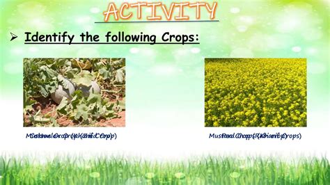 Cropping Patterns And Major Cropspptx Agriculture Industries