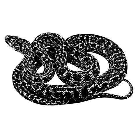 Carpet Python Over 1039 Royalty Free Licensable Stock Illustrations