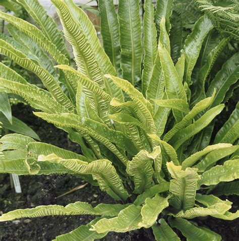 Asplenium Scolopendrium Stock Image B8002527 Science Photo Library
