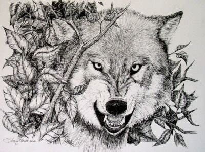 Snarling Wolf Drawing At PaintingValley Com Explore Collection Of Snarling Wolf Drawing