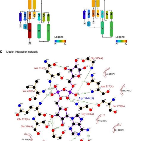 The Apo And Adpr Bound Structure Of The Capsaspora Macrodomain Download Scientific Diagram