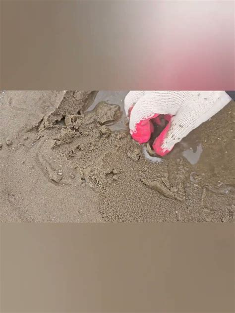 신기한 갯벌체험 조개 캐기 맛조개조개갯벌갯벌체험 Youtube